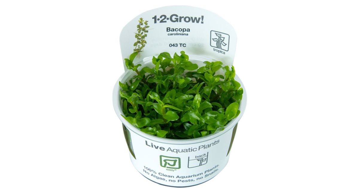 1-2-Grow! Bacopa caroliniana, isorasvalehti | HELSINGIN AKVAARIOKESKUS KY